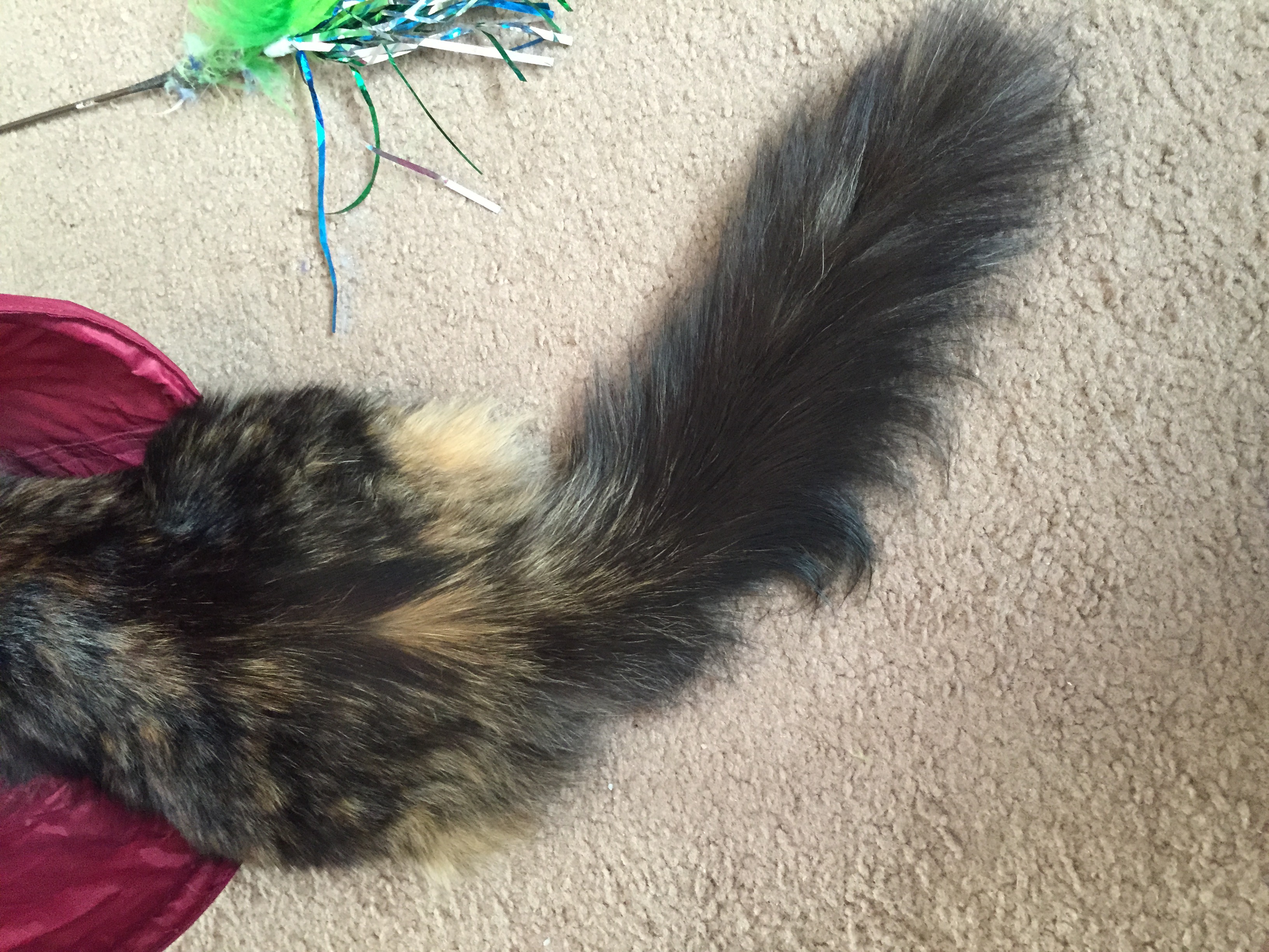 Fluffer-Tail – 5 Minutes with Joe