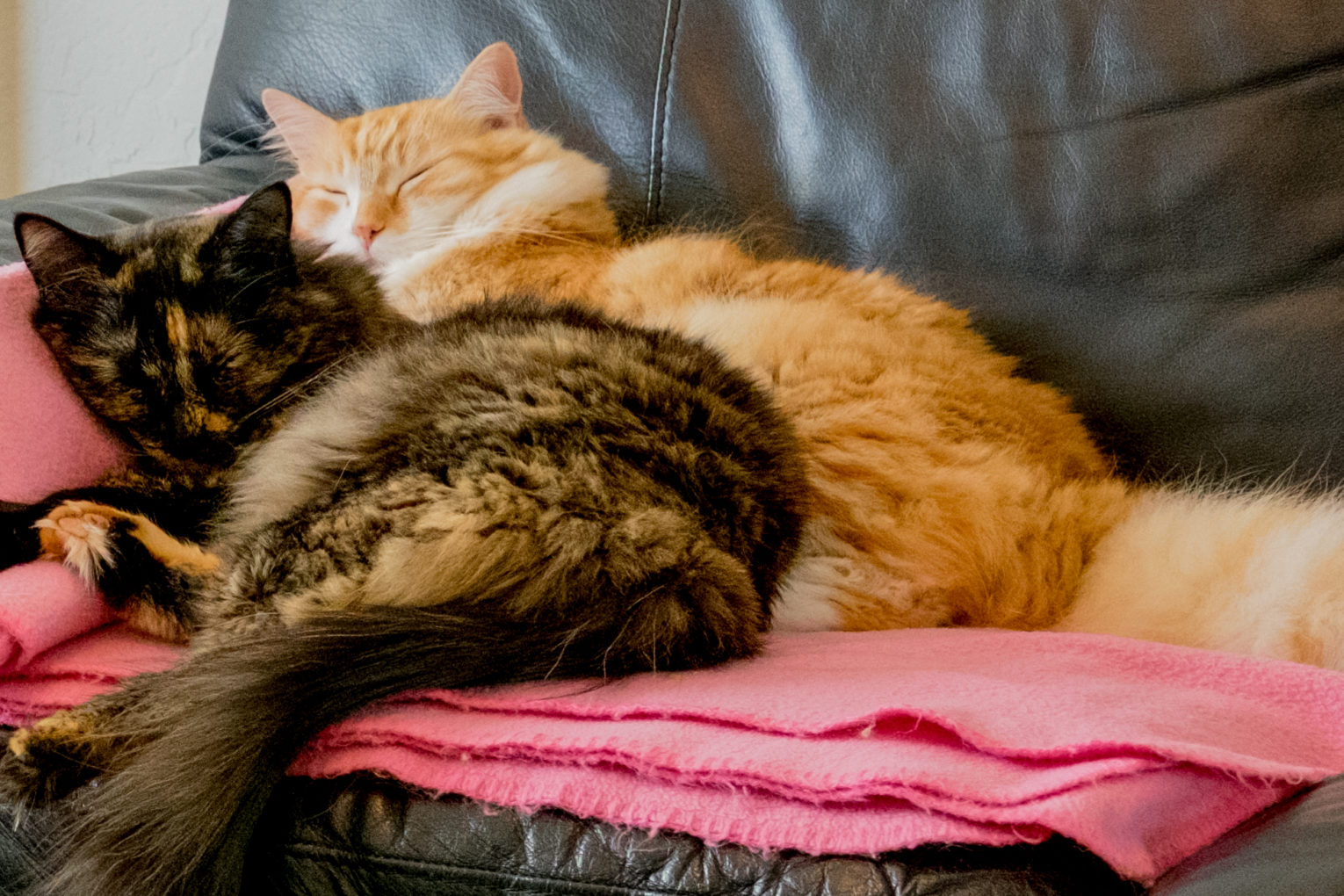 Cat Cuddles – 5 Minutes with Joe