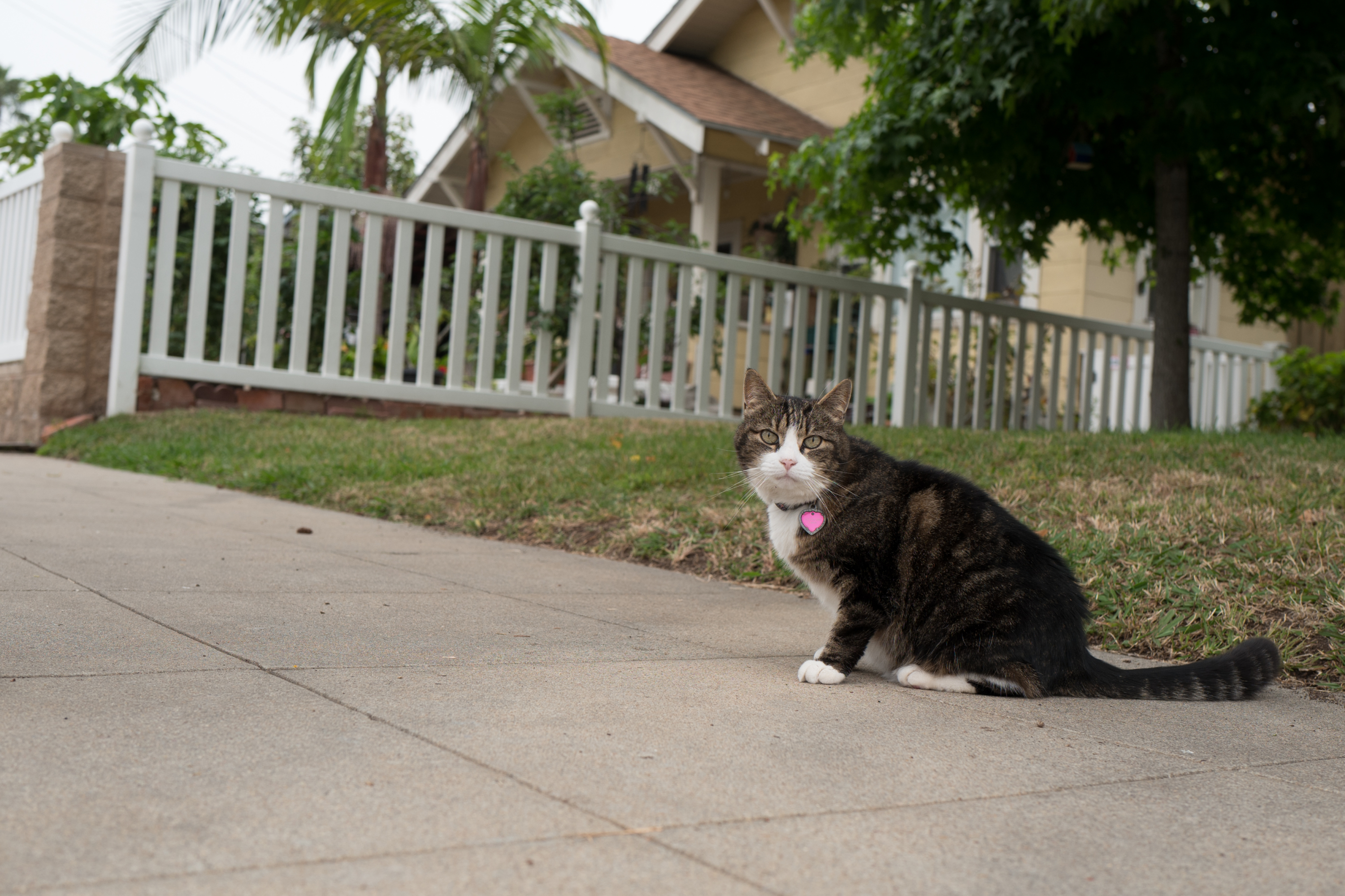 The Cats of University Heights: Little Miss – 5 Minutes with Joe