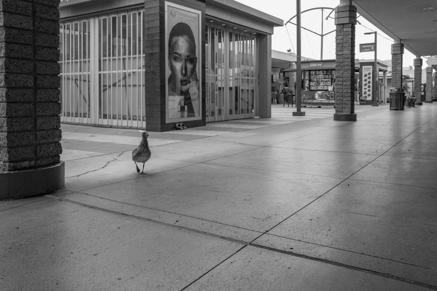 Seagull Shopper 5 Minutes With Joe