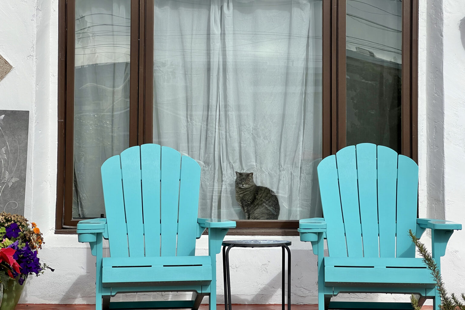 Posey Tabby Cat – 5 Minutes with Joe