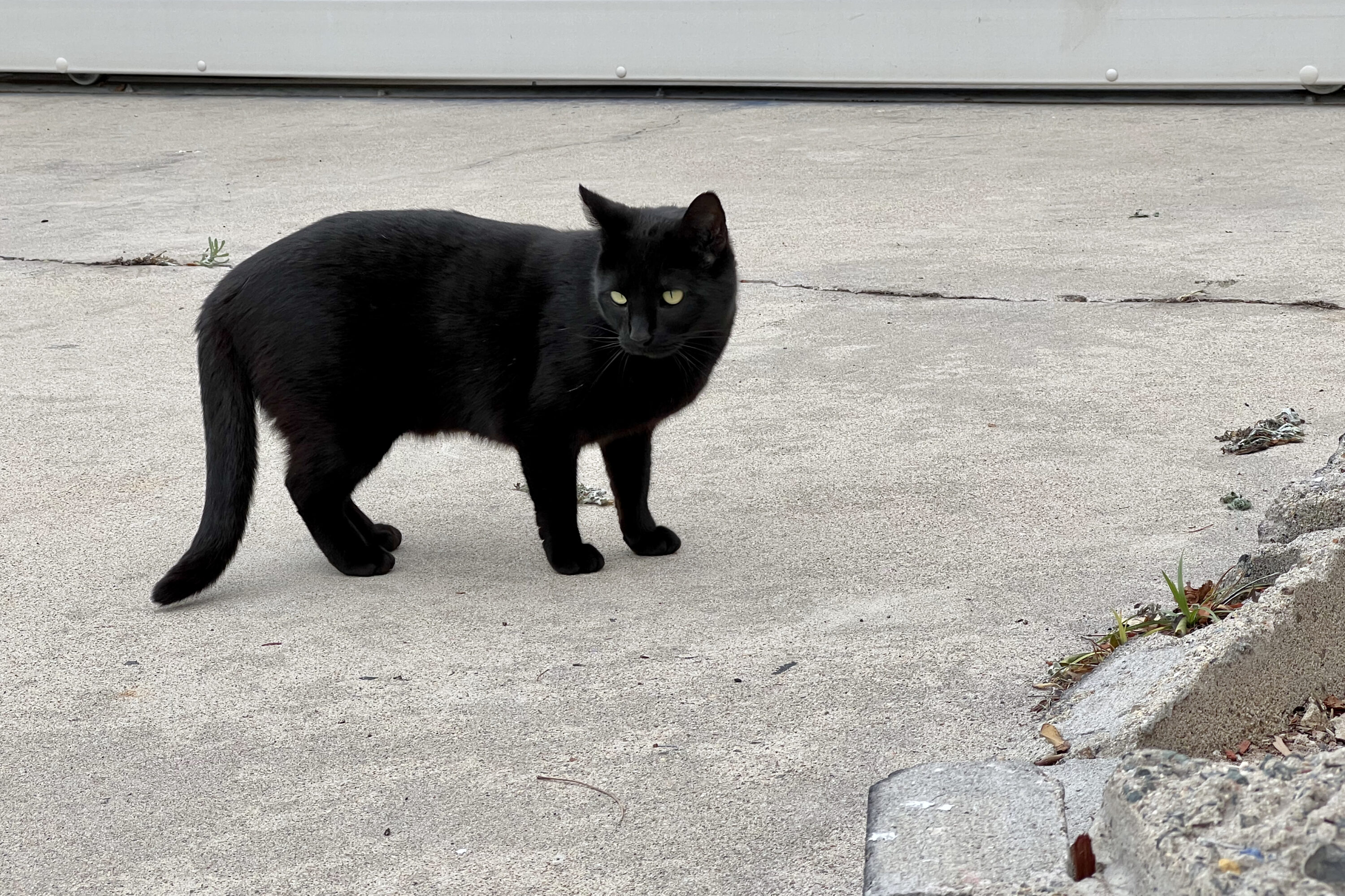 The (Honorary) Cats of University Heights: Coal – 5 Minutes with Joe
