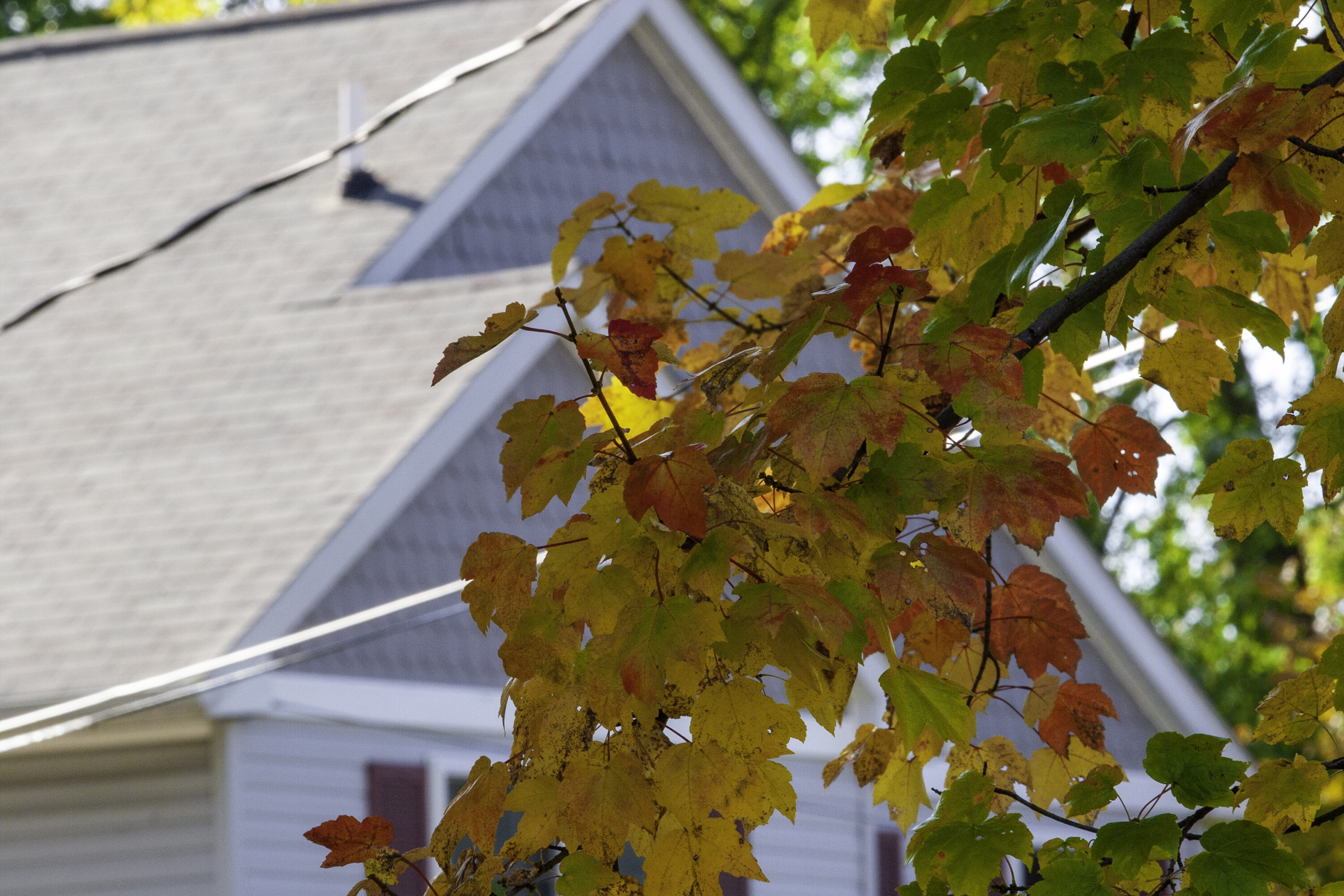 Autumn Leaves and House – 5 Minutes with Joe