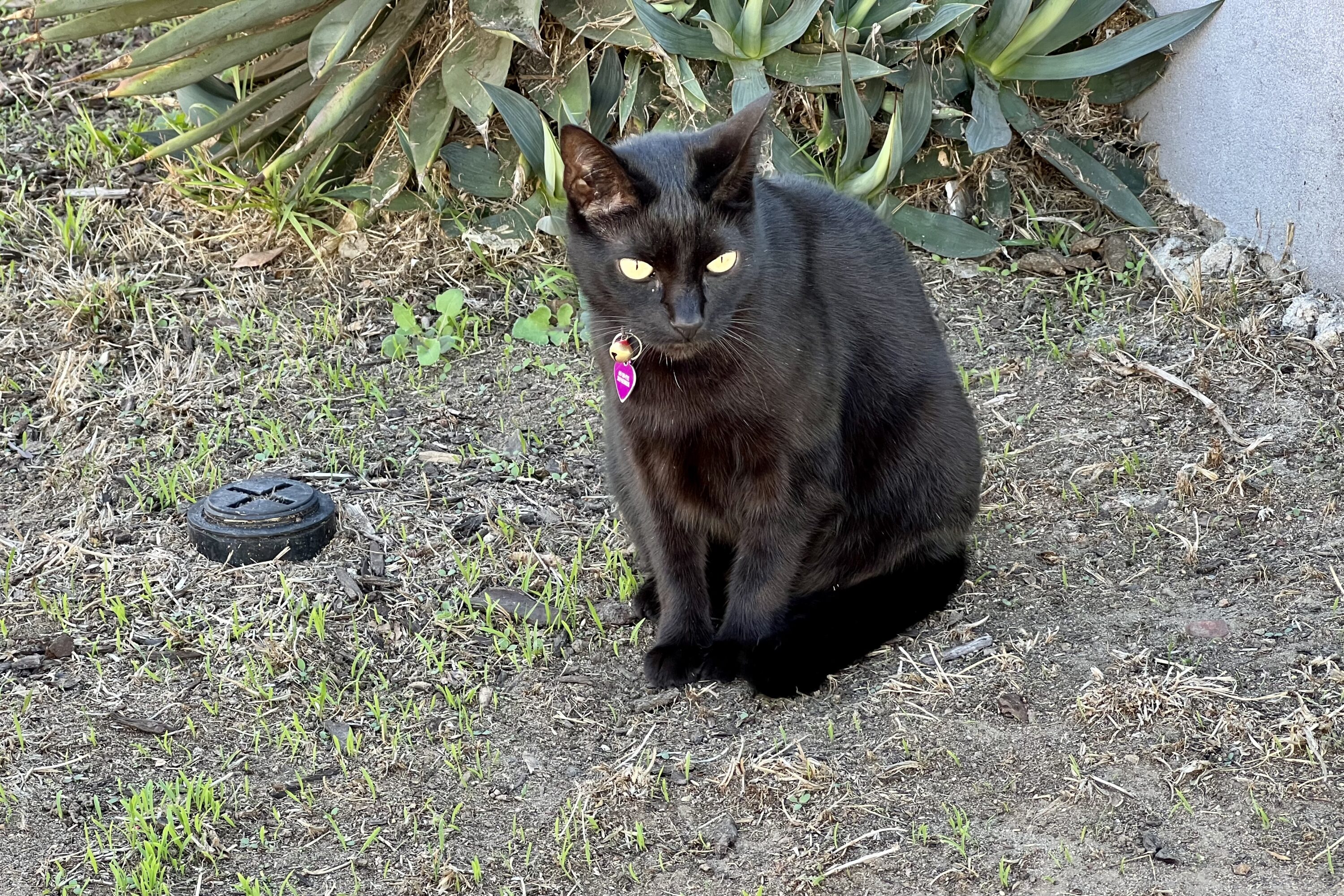 The (Honorary) Cats of University Heights: Raven – 5 Minutes with Joe