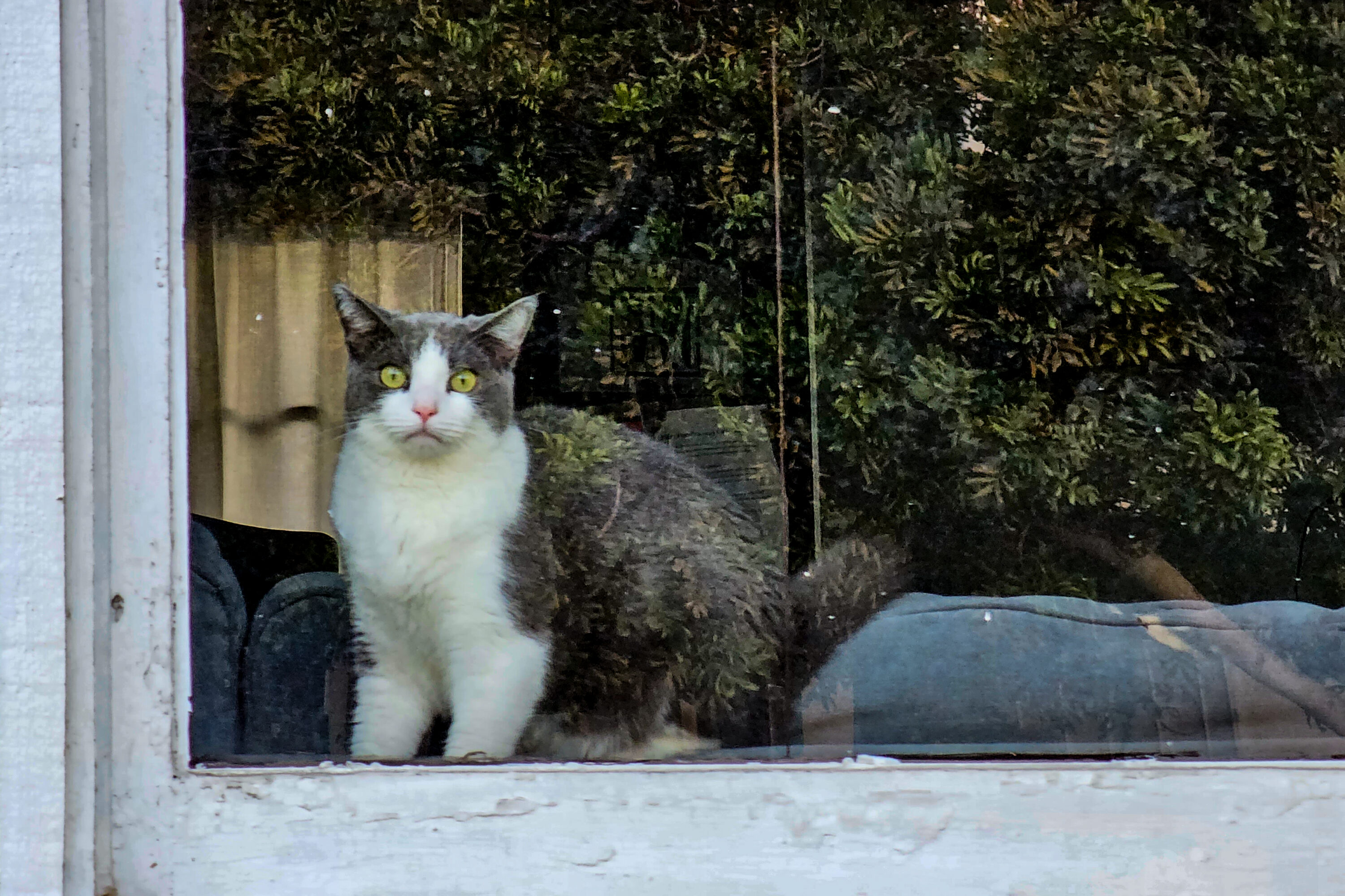 The Cats of University Heights: Priceless – 5 Minutes with Joe