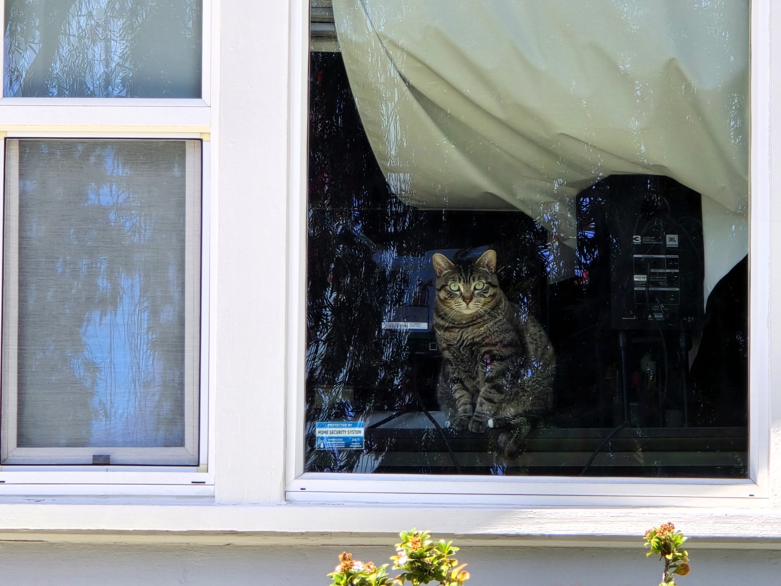 Buster Tabby Cat – 5 Minutes with Joe
