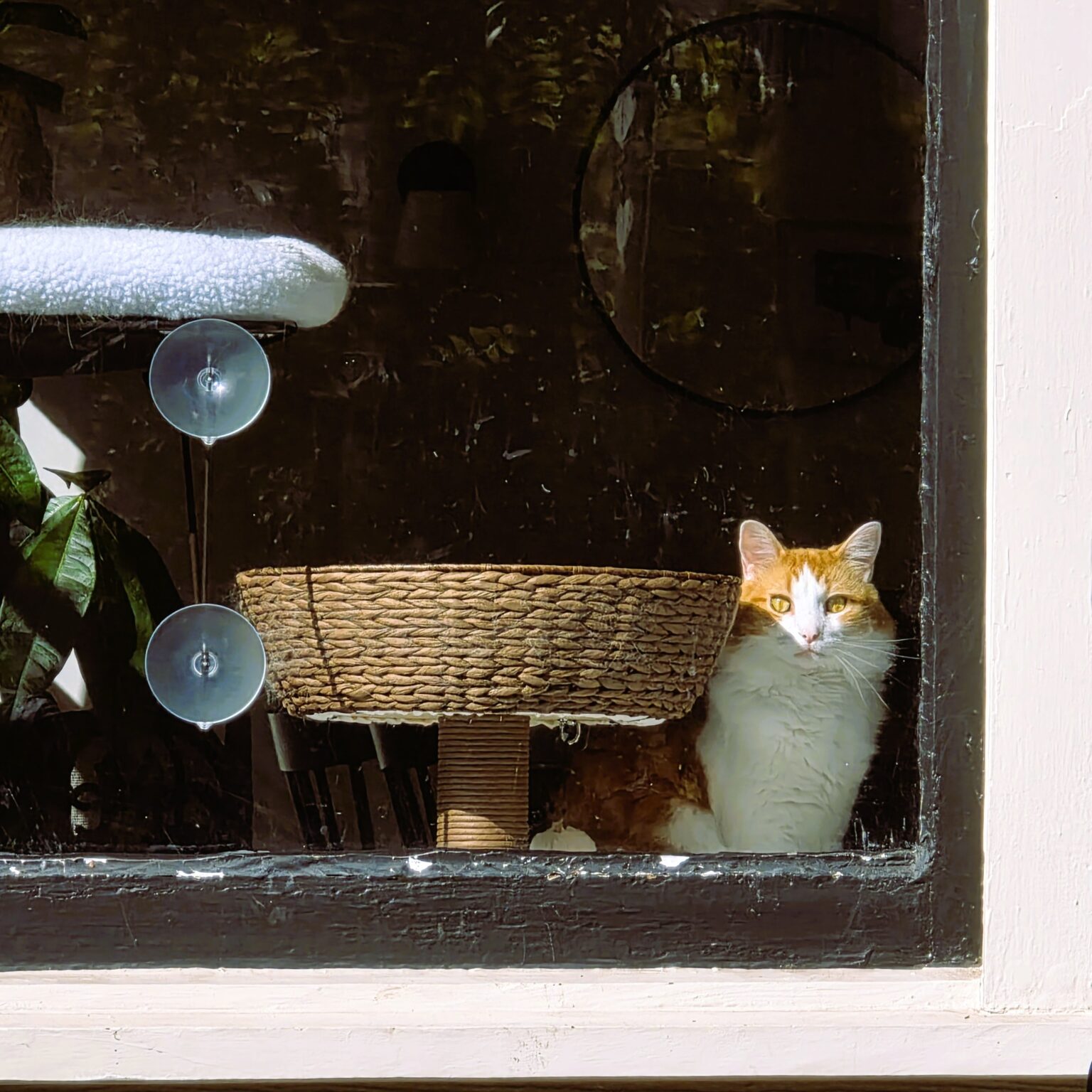 The Cats of University Heights: Brim – 5 Minutes with Joe