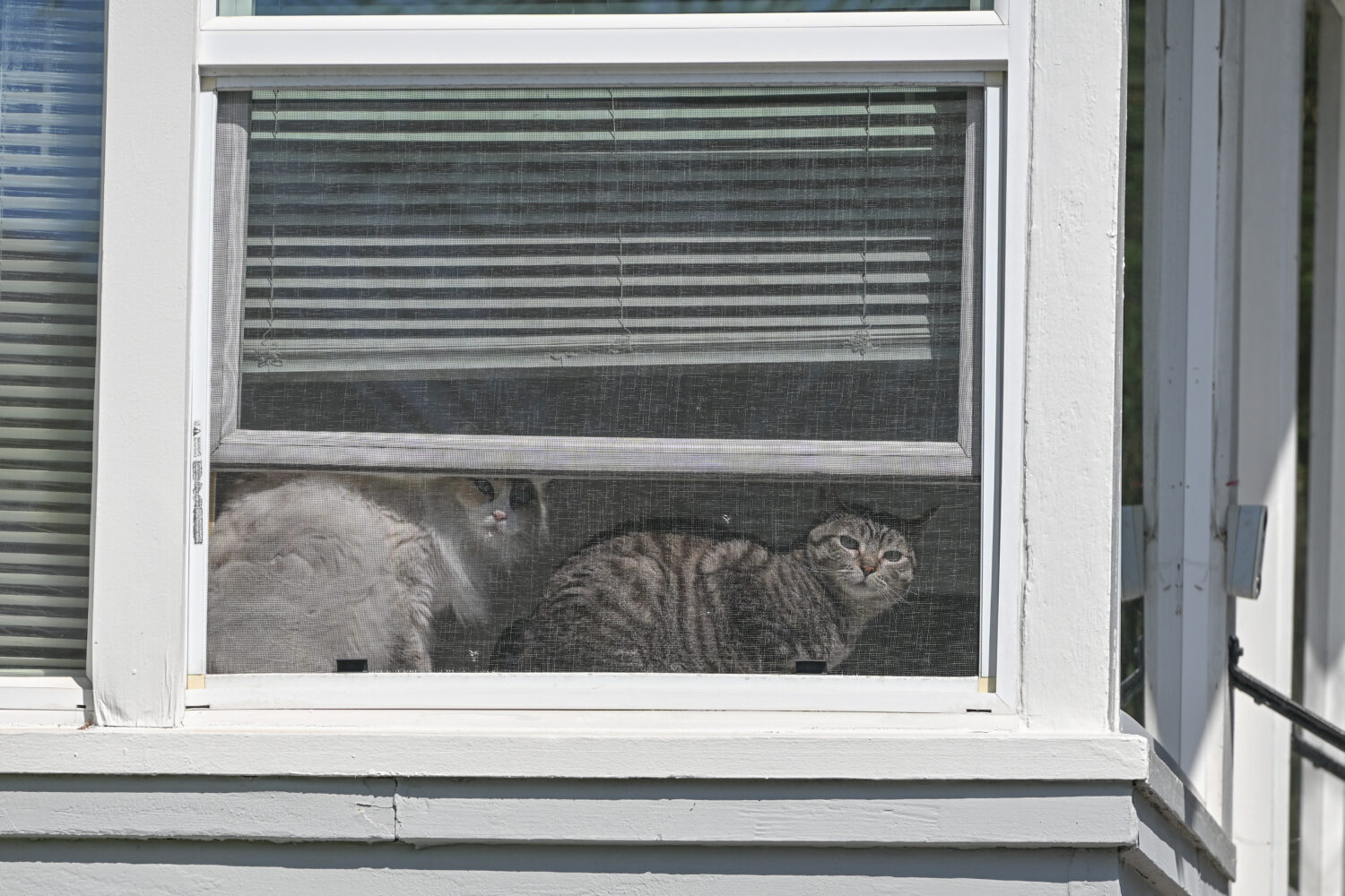The Cats of University Heights: Besties – 5 Minutes with Joe